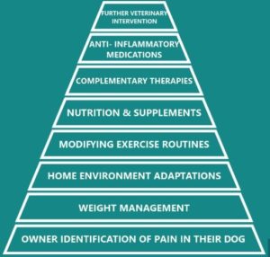 Arthritis - more than just tablets - The Minster Veterinary Centre Ltd